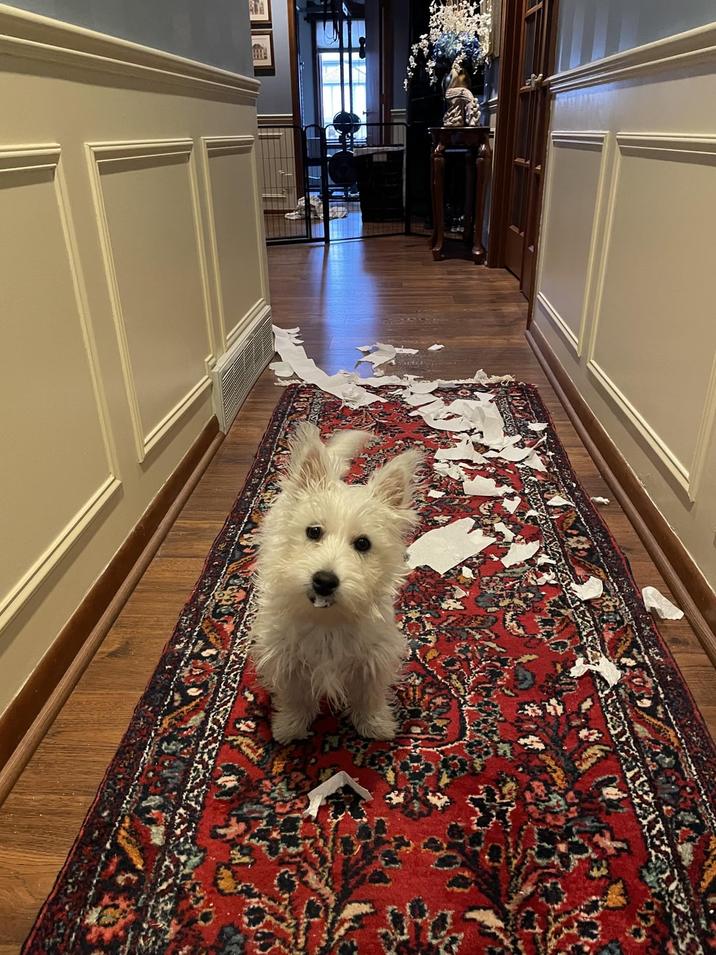 24 Dogs Guilty Of Some Serious Crimes | Know Your Meme