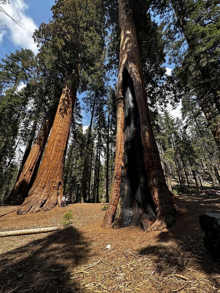 Sequoia National Park | Know Your Meme