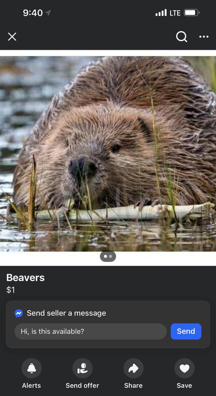 Serious inquiries only | Know Your Meme