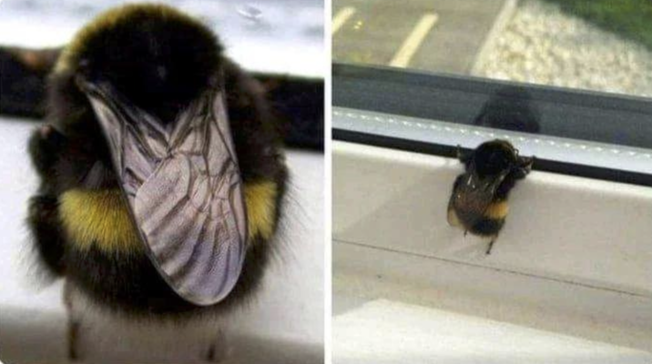 25 Normal Things That Ended Up Being Way Too Big | Know Your Meme