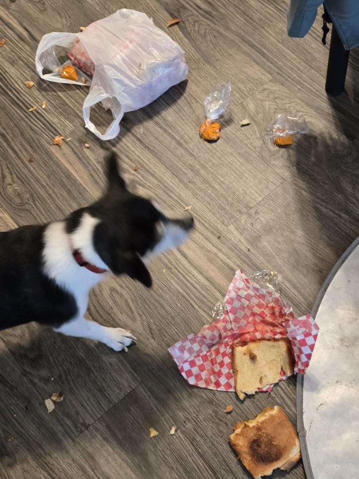 25 Adorably Guilty Dogs And Their Crimes | Know Your Meme