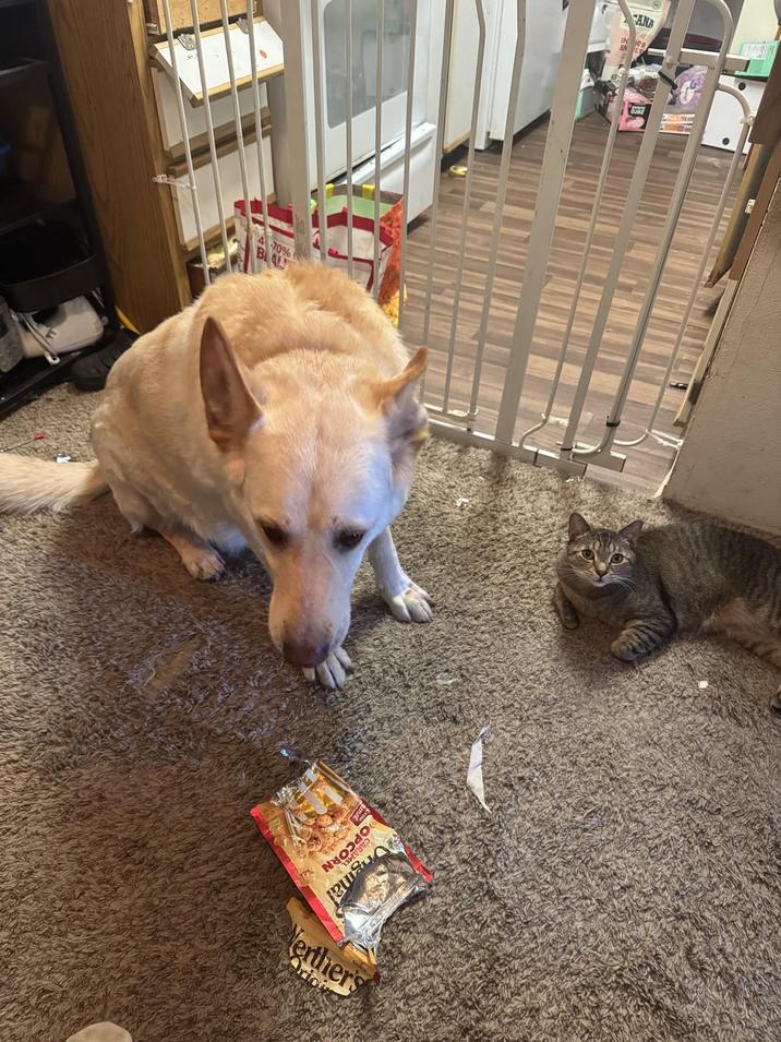 25 Adorably Guilty Dogs And Their Crimes | Know Your Meme