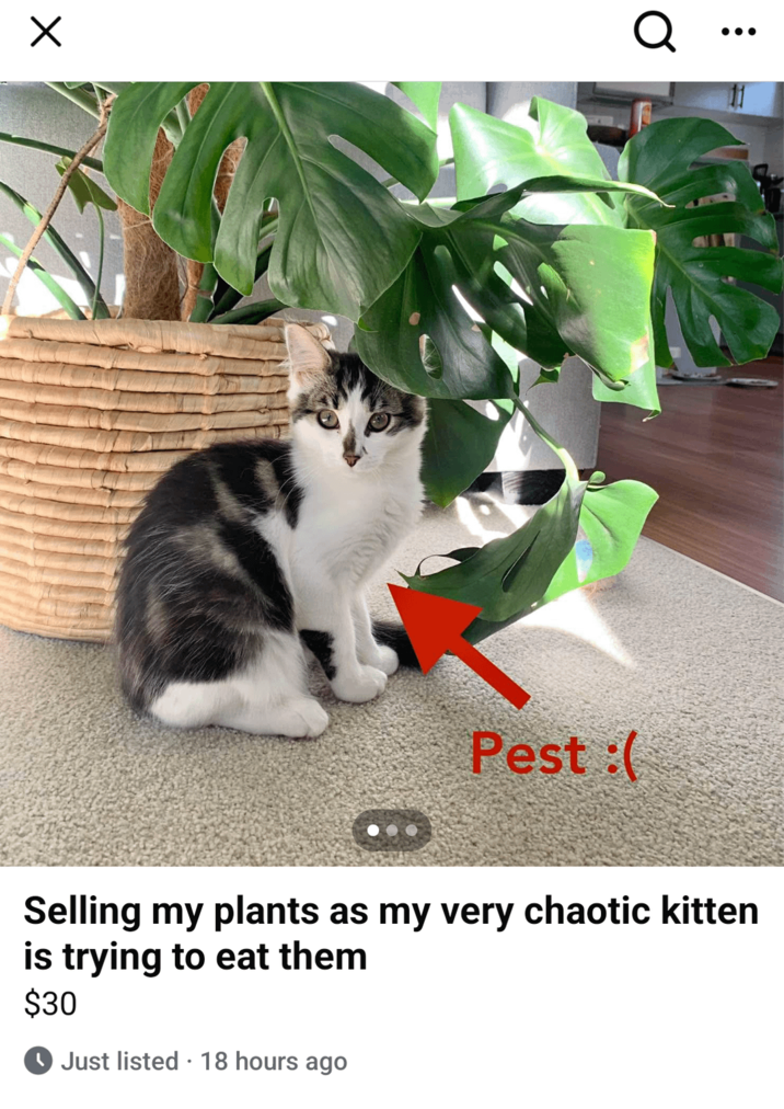 Cats Are Evil, And These 25 Photos Prove It | Know Your Meme