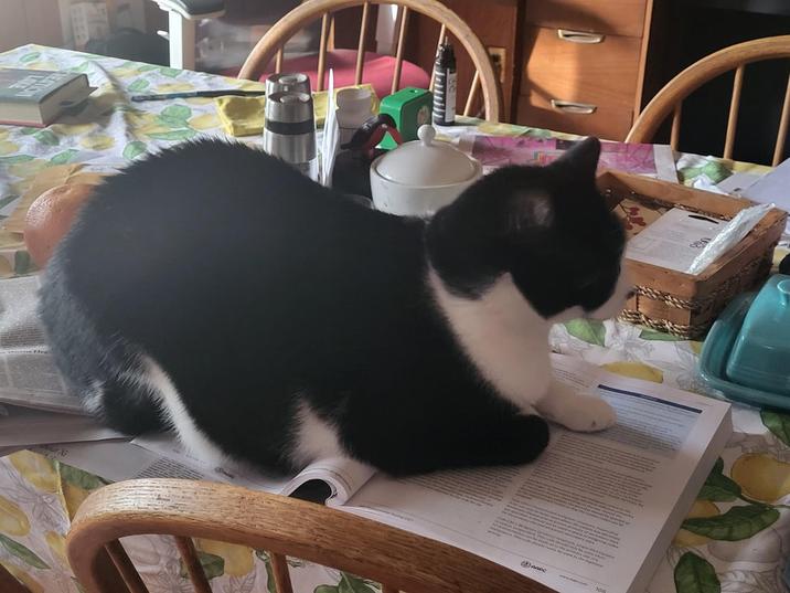 Cats Are Evil, And These 25 Photos Prove It | Know Your Meme
