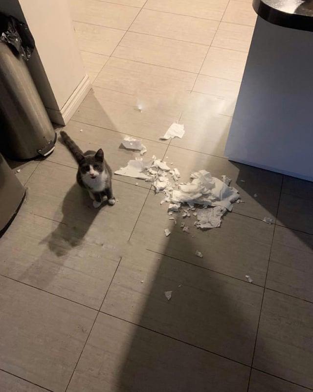 Cats Are Evil, And These 25 Photos Prove It | Know Your Meme