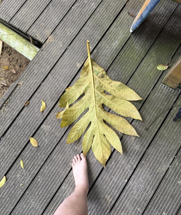 A big leaf | Know Your Meme