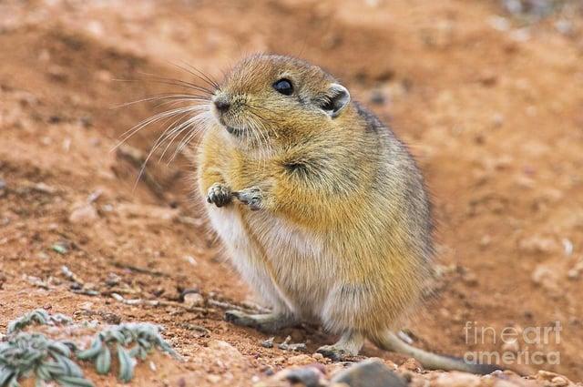 Find A New Favourite Animal In These 25 Rare Species | Know Your Meme