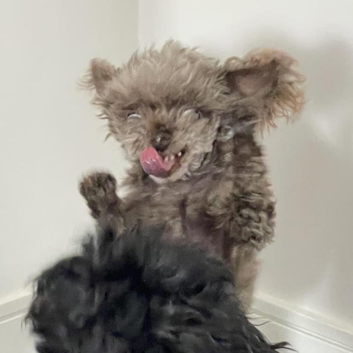 25 Dogs That Have Fully Embraced Their Cryptid Form | Know Your Meme