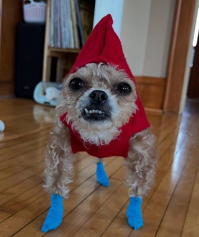 25 Dogs That Have Fully Embraced Their Cryptid Form | Know Your Meme