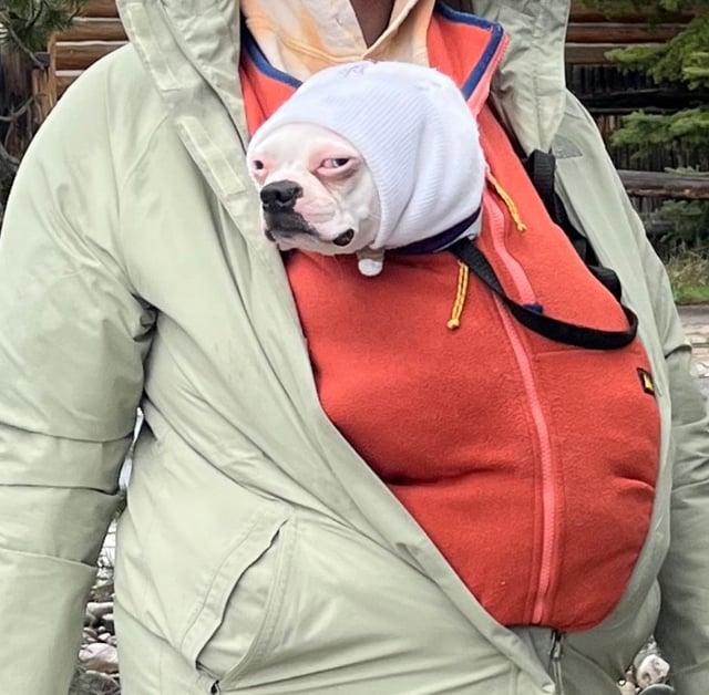 25 Dogs That Have Fully Embraced Their Cryptid Form | Know Your Meme