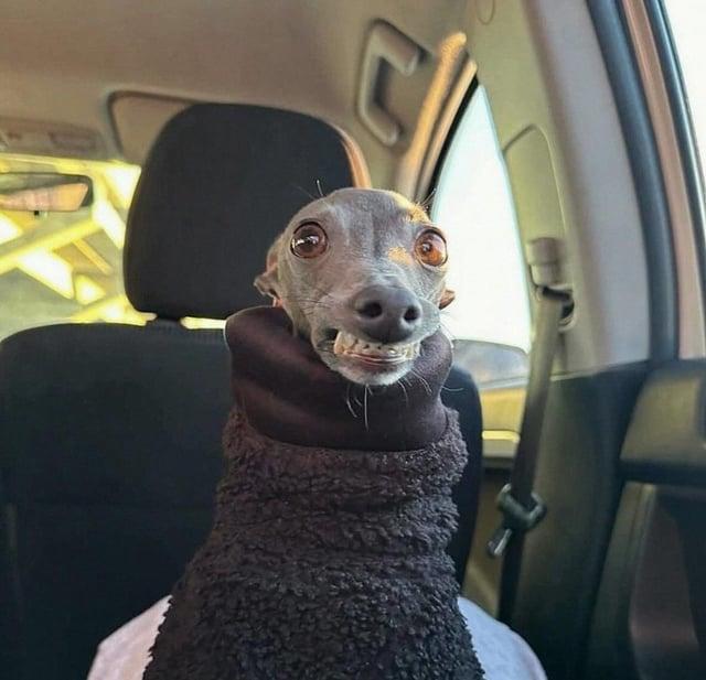 25 Dogs That Have Fully Embraced Their Cryptid Form | Know Your Meme