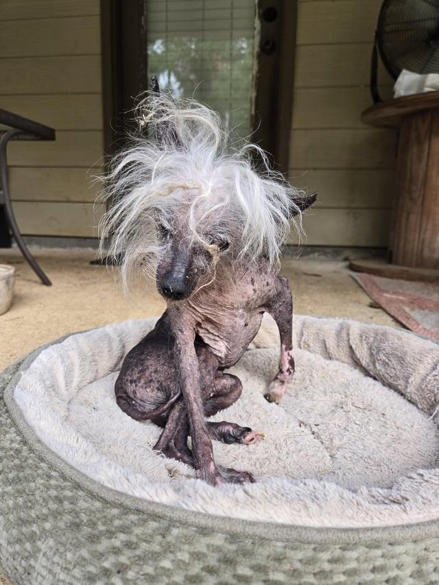 25 Dogs That Have Fully Embraced Their Cryptid Form | Know Your Meme