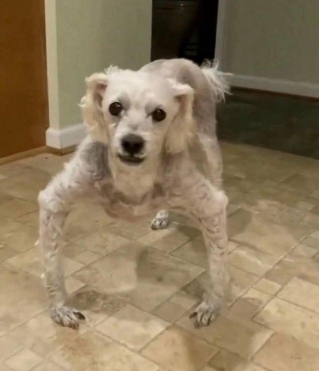 25 Dogs That Have Fully Embraced Their Cryptid Form | Know Your Meme