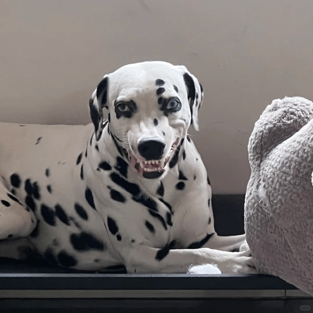 25 Dogs That Have Fully Embraced Their Cryptid Form | Know Your Meme