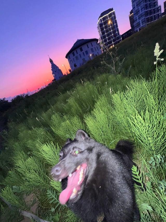 25 Dogs That Have Fully Embraced Their Cryptid Form | Know Your Meme