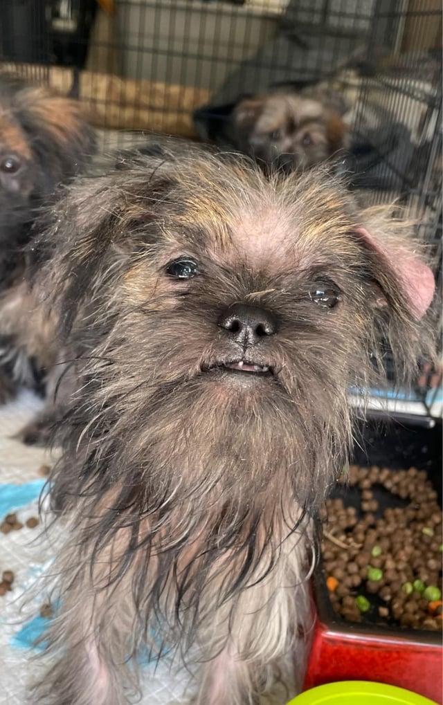 25 Dogs That Have Fully Embraced Their Cryptid Form | Know Your Meme