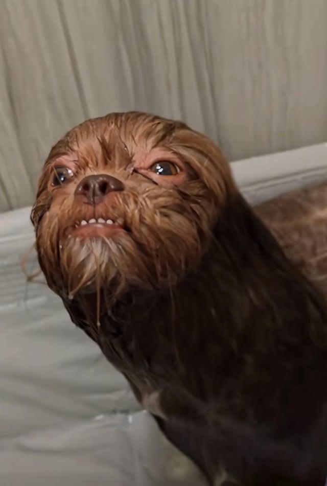 25 Dogs That Have Fully Embraced Their Cryptid Form | Know Your Meme