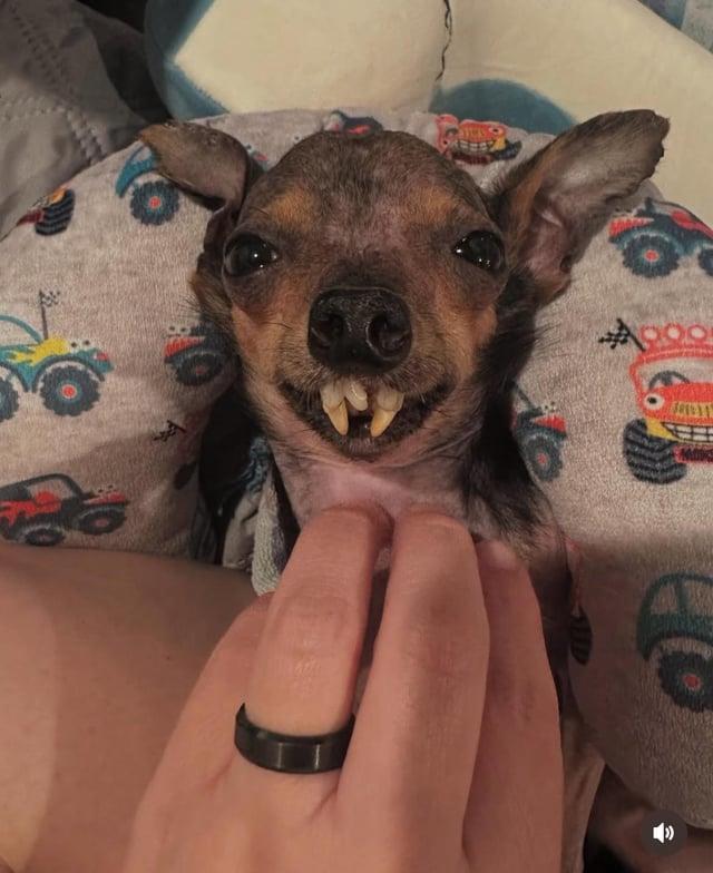 25 Dogs That Have Fully Embraced Their Cryptid Form | Know Your Meme