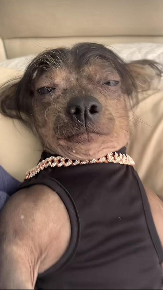 25 Dogs That Have Fully Embraced Their Cryptid Form | Know Your Meme