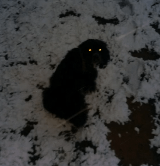 25 Dogs That Have Fully Embraced Their Cryptid Form | Know Your Meme
