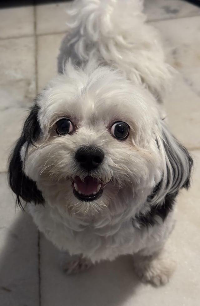 25 Dogs That Have Fully Embraced Their Cryptid Form | Know Your Meme