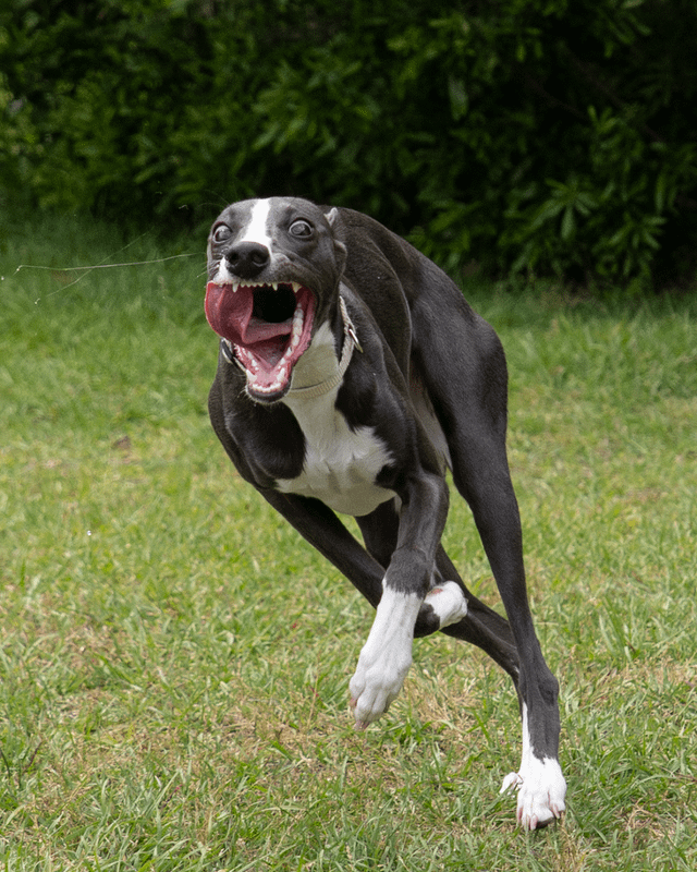 25 Dogs That Have Fully Embraced Their Cryptid Form | Know Your Meme