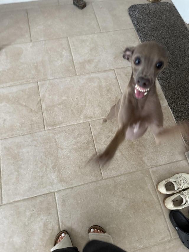 Just A Normal Dog Doing Dog Things | Know Your Meme