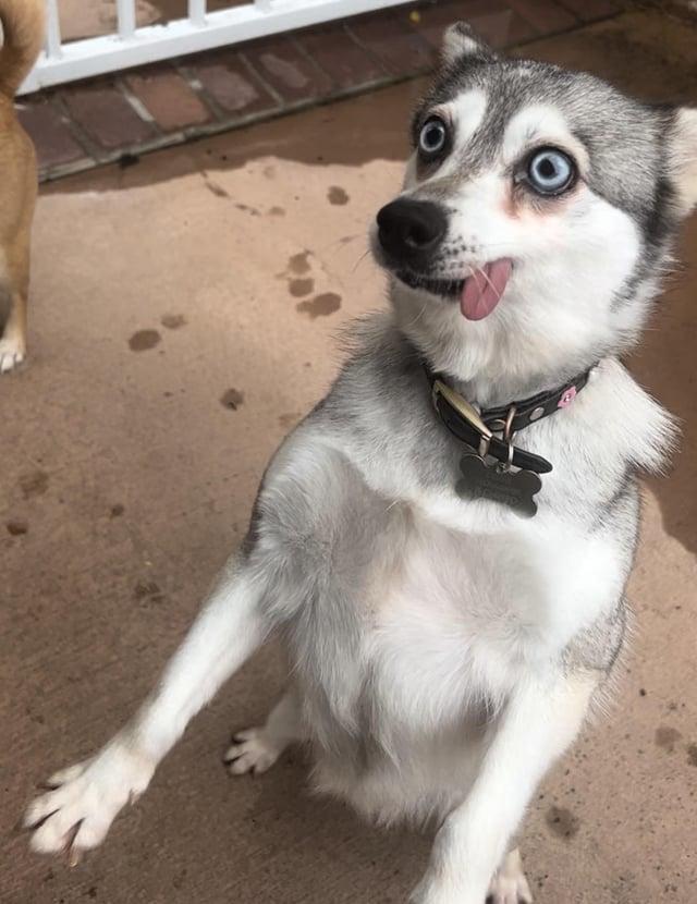 25 Dogs That Have Fully Embraced Their Cryptid Form | Know Your Meme