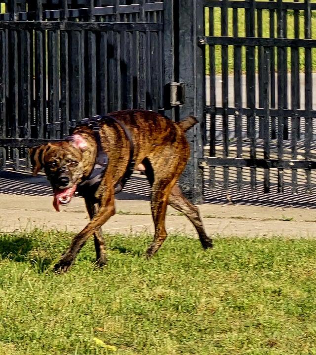 25 Dogs That Have Fully Embraced Their Cryptid Form | Know Your Meme