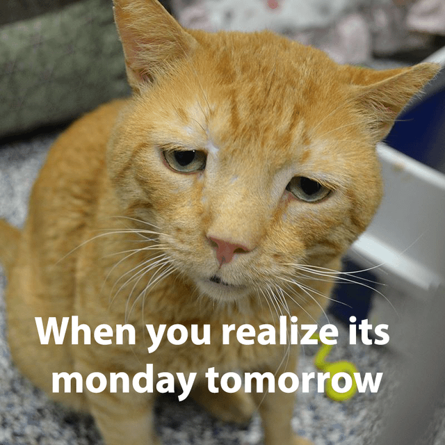 Everyone Dreads Monday, These 25 Memes Prove It | Know Your Meme