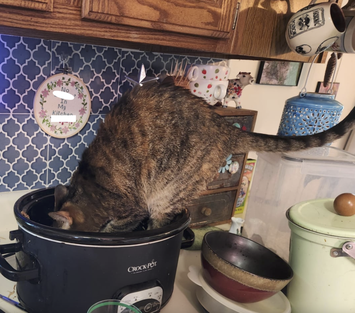 Proof That Cats Are Evil In 25 Photos | Know Your Meme