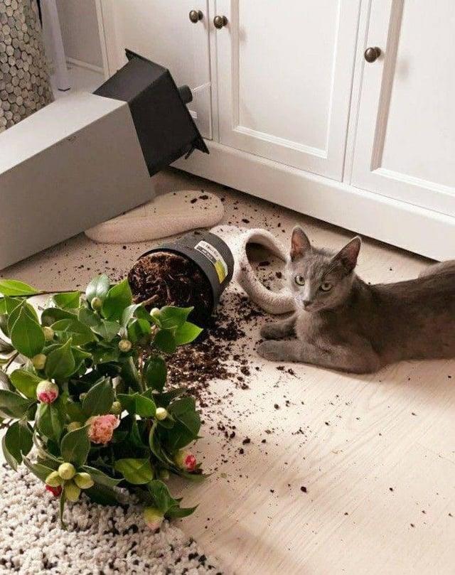 25 Animals Misbehaving To The Max | Know Your Meme