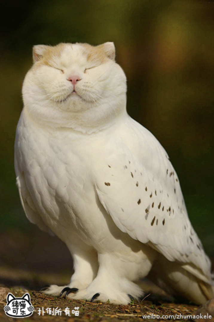 Meowl Weibo Image #2 | Meowl | Know Your Meme