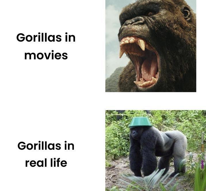 BTW yesterday was world gorilla day, for those who didn’t know | /r/memes | Know Your Meme