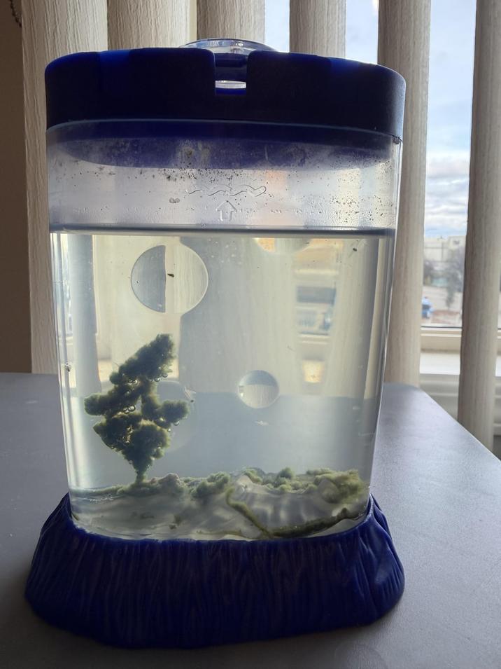 The algae in this sea monkey tank is growing like a tree | Know Your Meme
