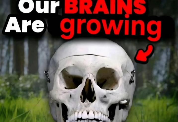 Our Brains Are Shrinking | Know Your Meme