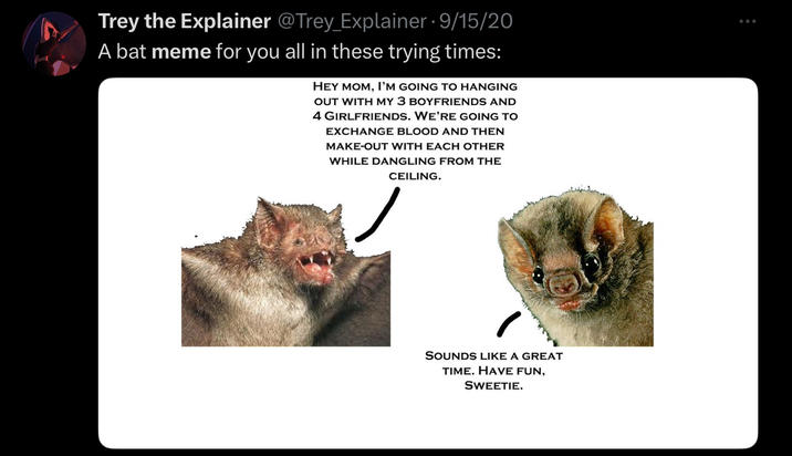 A bat meme for these trying times | Know Your Meme