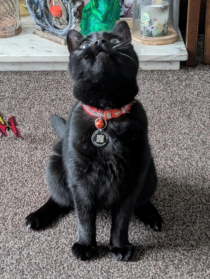 25 Cute Animals Being Derpy With Their Owners | Know Your Meme