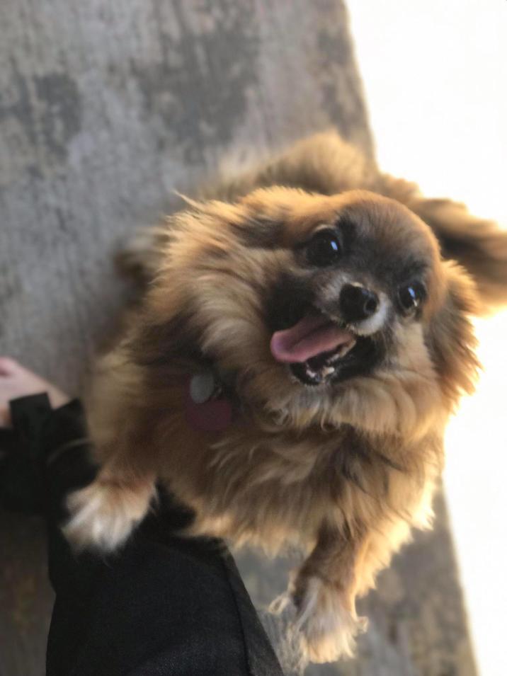 25 Cute Animals Being Derpy With Their Owners | Know Your Meme