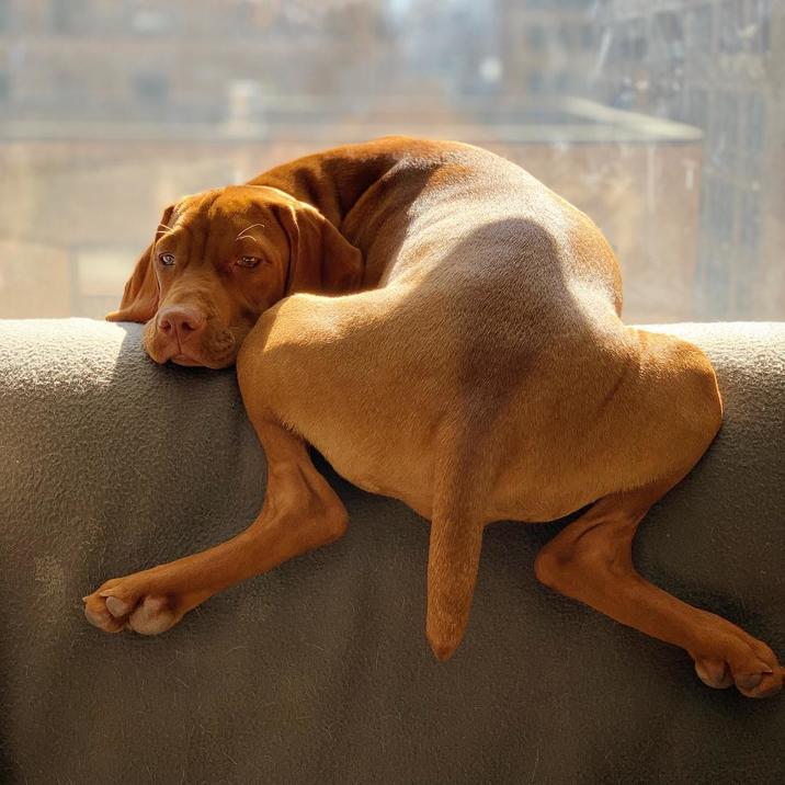 25 Cute Animals Being Derpy With Their Owners | Know Your Meme