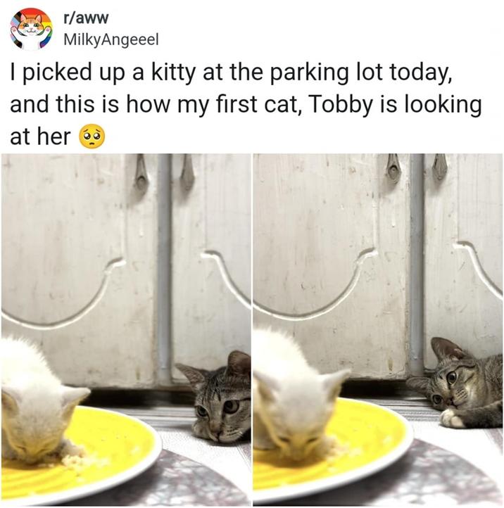 Aww Tobby | Know Your Meme