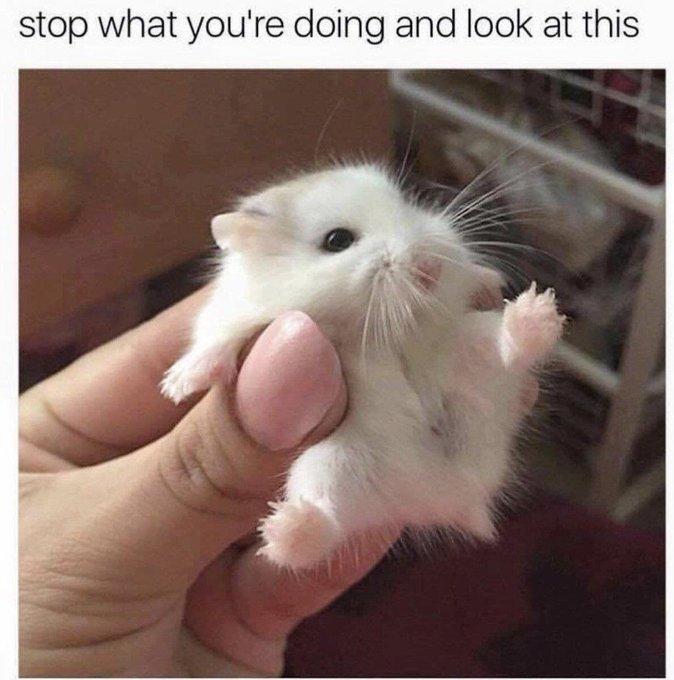 Cute Morsel | Know Your Meme