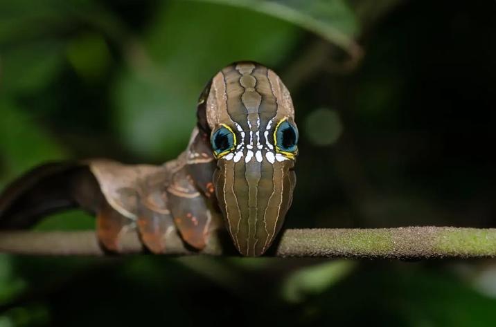 The pink underwing caterpillar | Know Your Meme