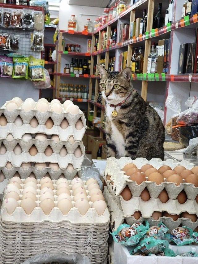 Merchant | Cats | Know Your Meme