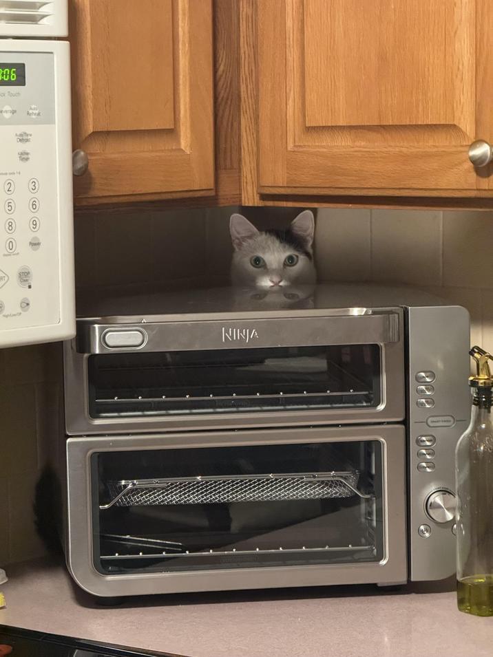 25 Hardworking Cats With Jobs | Know Your Meme