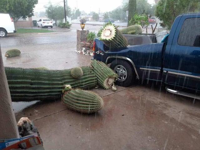 A cactus fell and damaged the truck | Know Your Meme