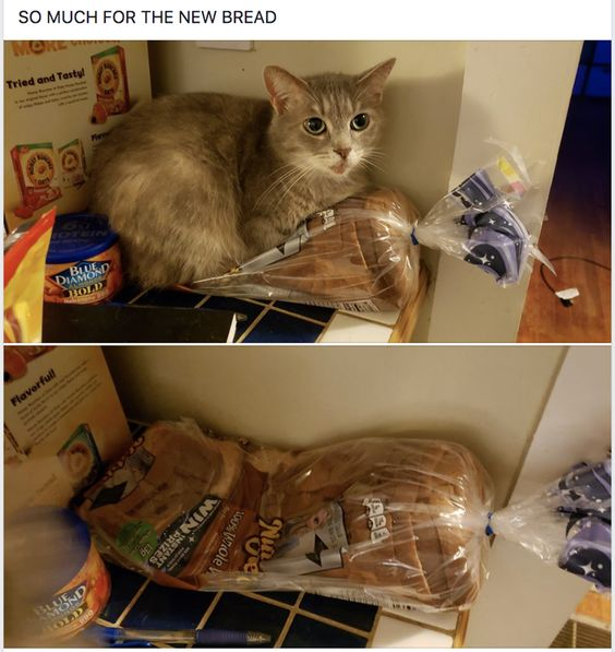 Double Loaf | Wholesome Memes | Know Your Meme