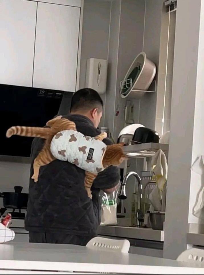 Kirchen assistant | Cats | Know Your Meme