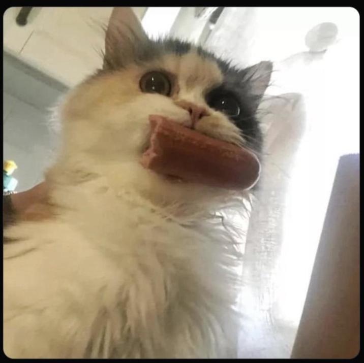 Yum | Cats | Know Your Meme