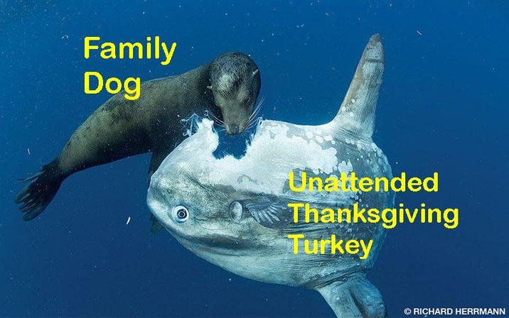 How is this a real pic? | /r/memes | Know Your Meme